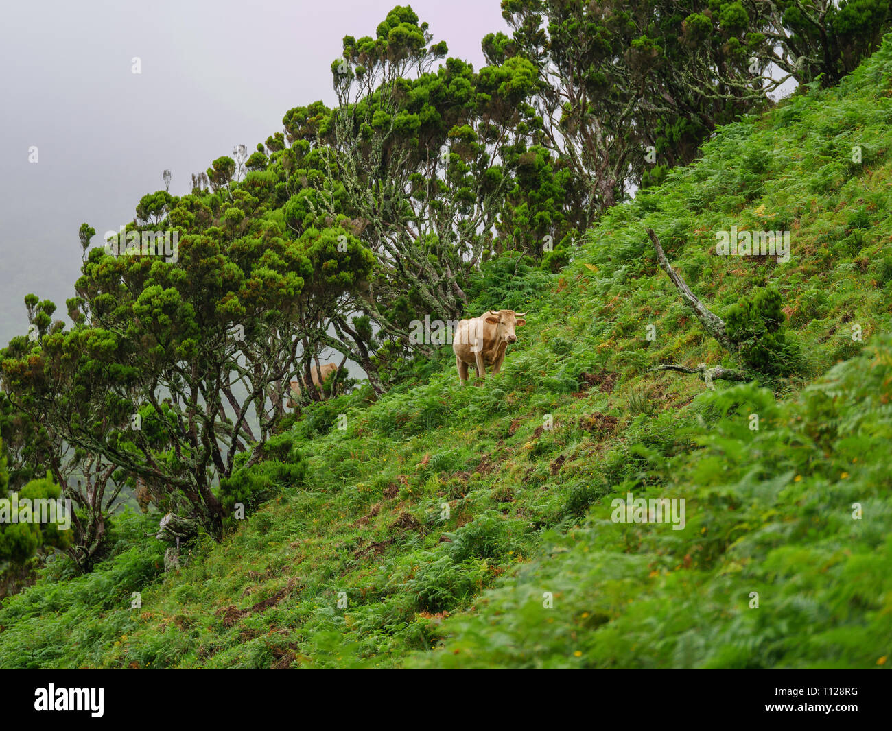Image of wild bull standing in the tropical jungle of the azores ...