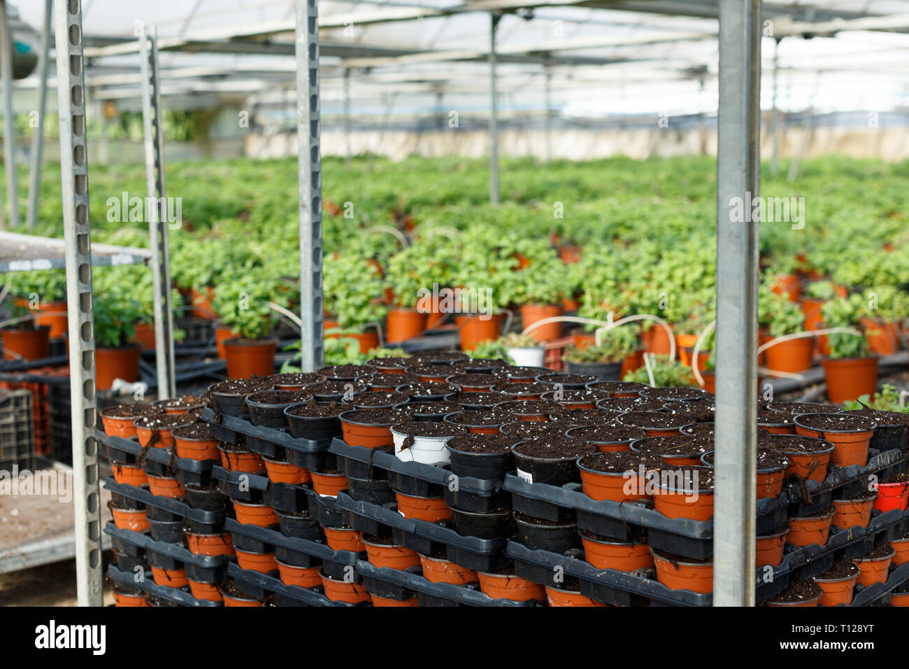 View of stack of plastic pots with soil in modern greenhouse Stock ...