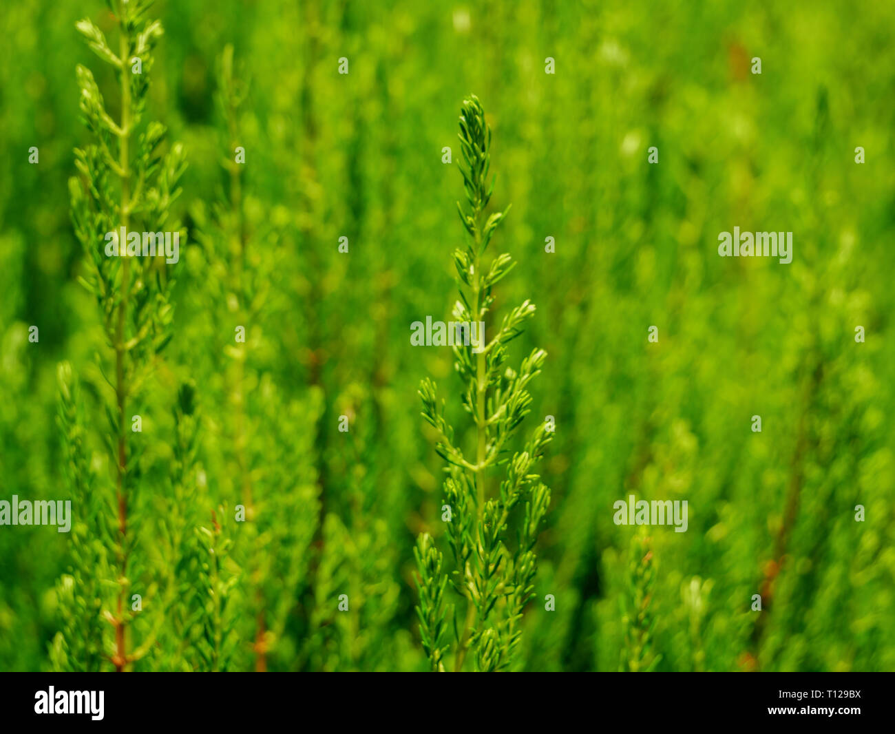 Image of light green cypress tree wonderful color Stock Photo - Alamy