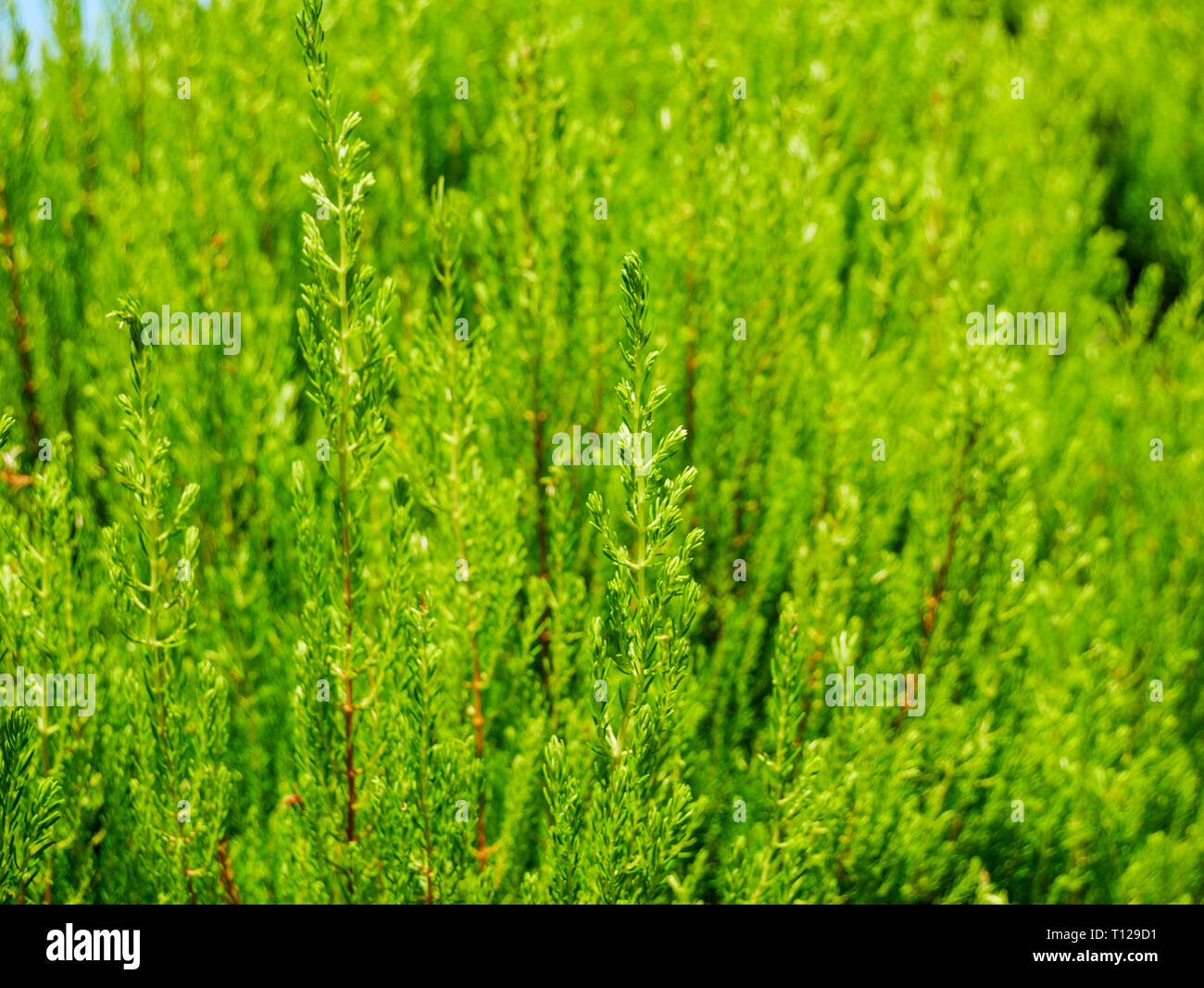 Image of light green cypress tree wonderful color Stock Photo - Alamy