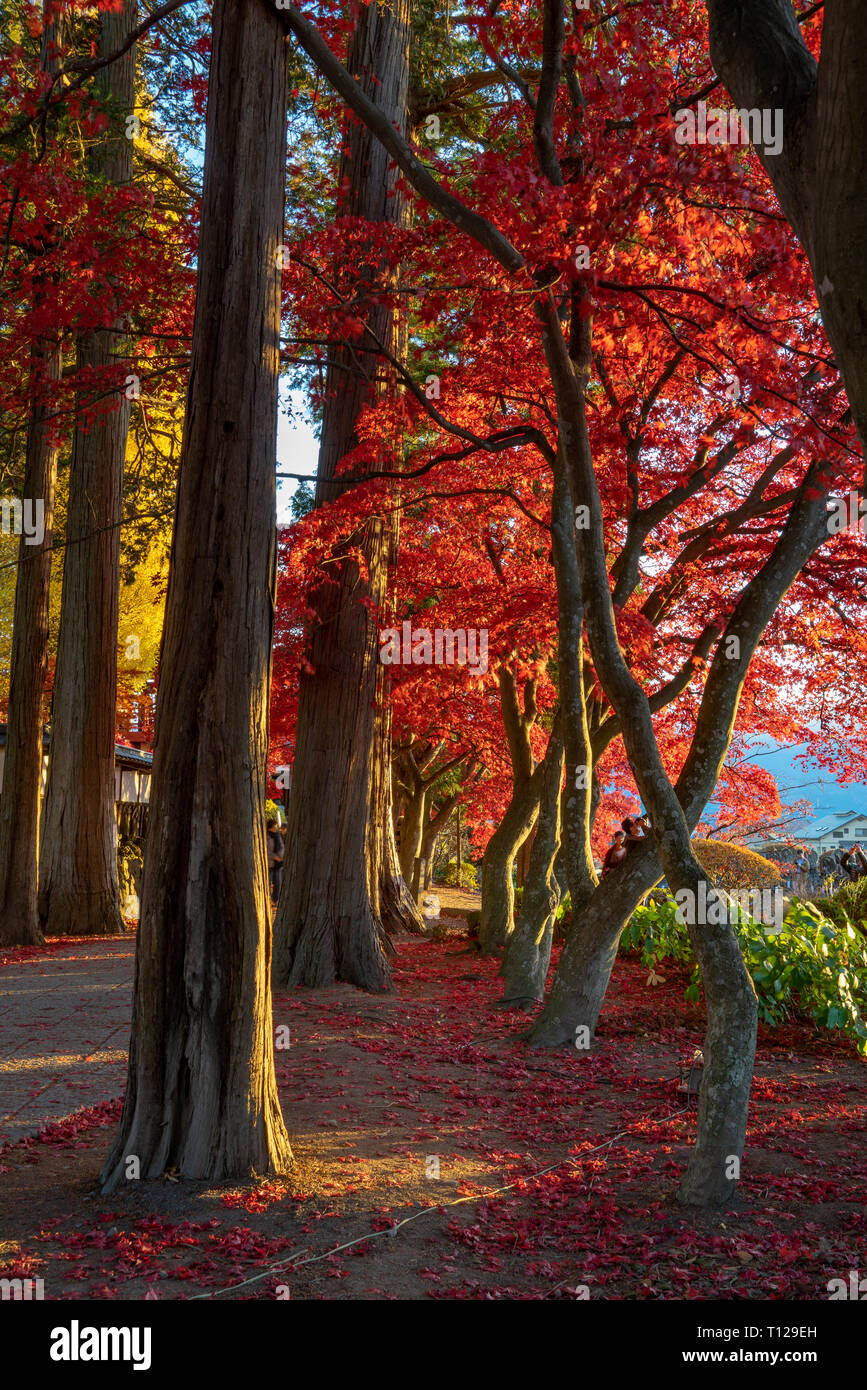 Autmun trees during golden hour in Japan Stock Photo - Alamy
