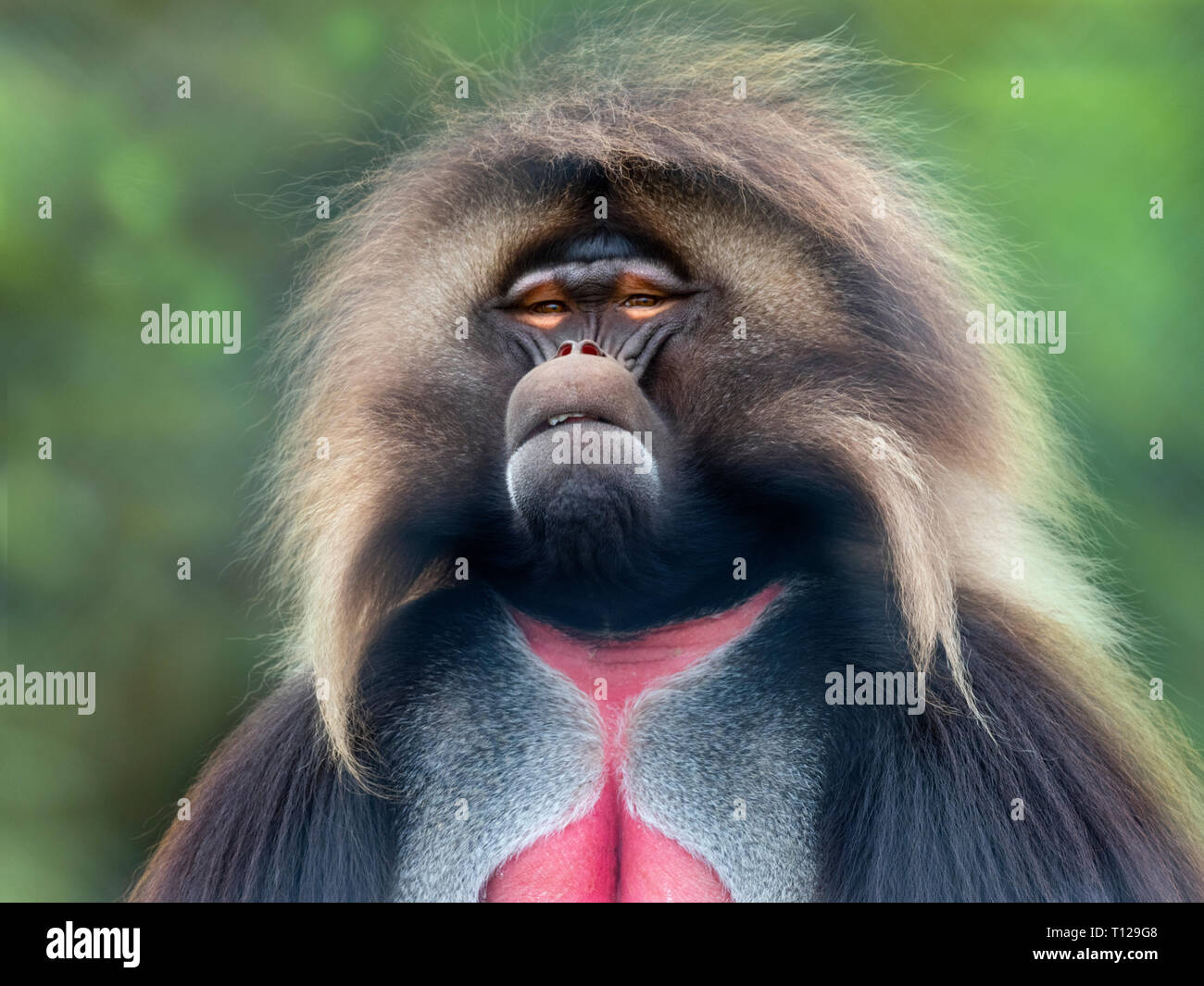 Gelada baboon theropithecus ethiopian hi-res stock photography and ...