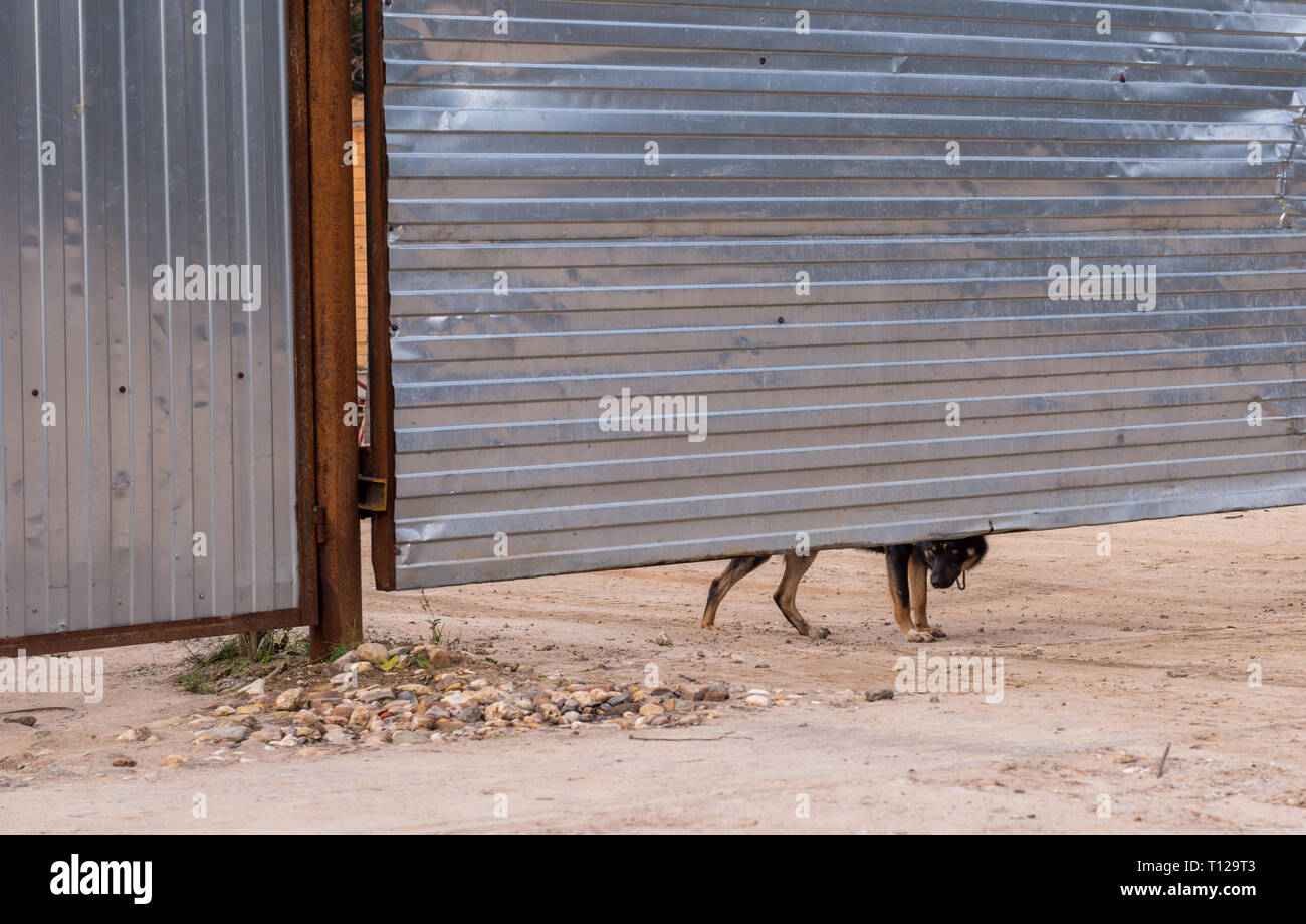 Dog looking under fence hi-res stock photography and images - Alamy