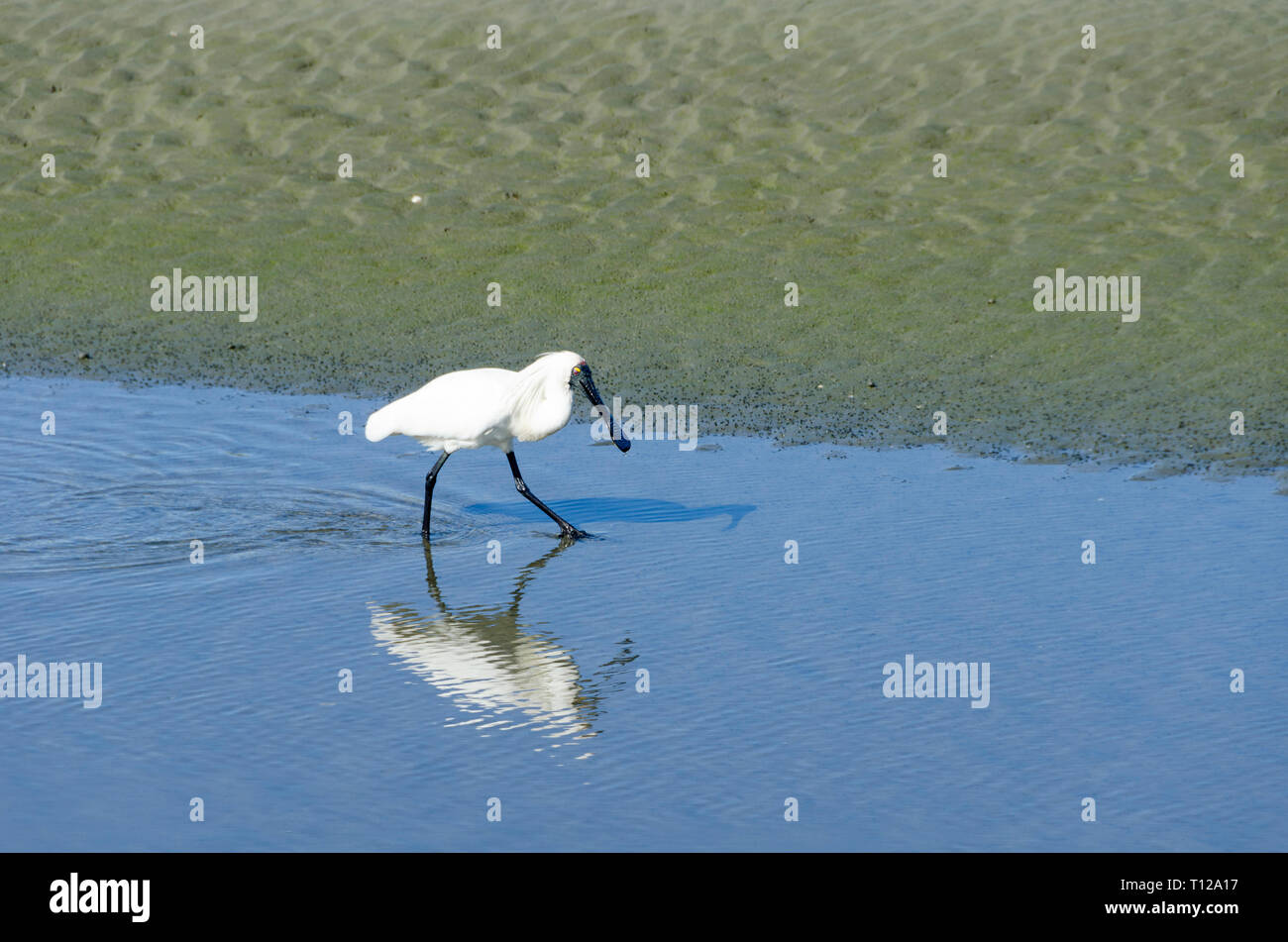 Wading in estuary hi-res stock photography and images - Alamy