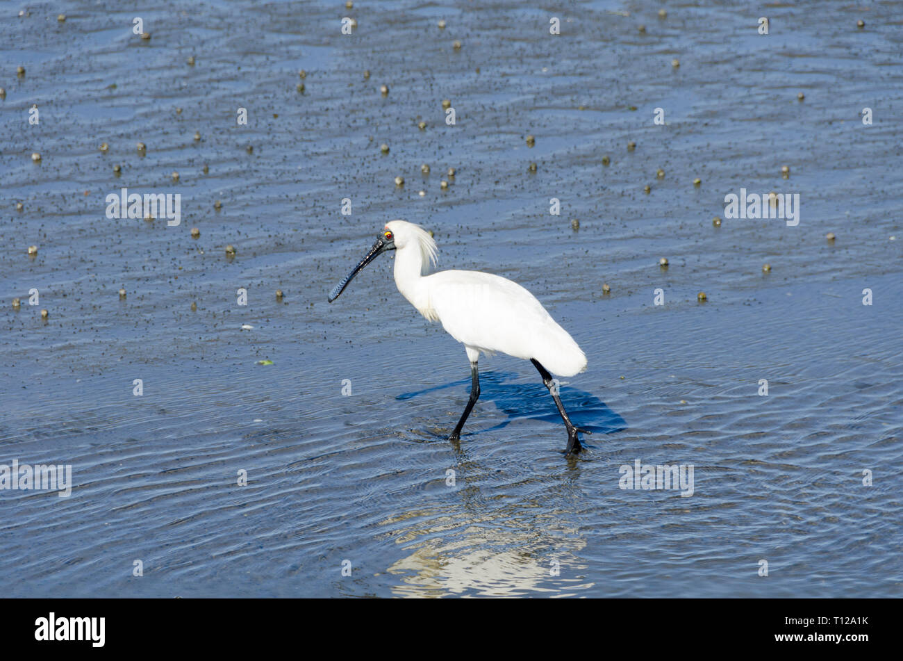 Royal spoonbill new zealand hi-res stock photography and images - Alamy