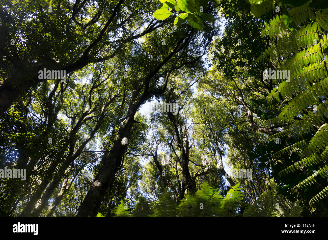 Rainforest, Pauatahanui, Porirua, Wellington, North Island, New Zealand ...