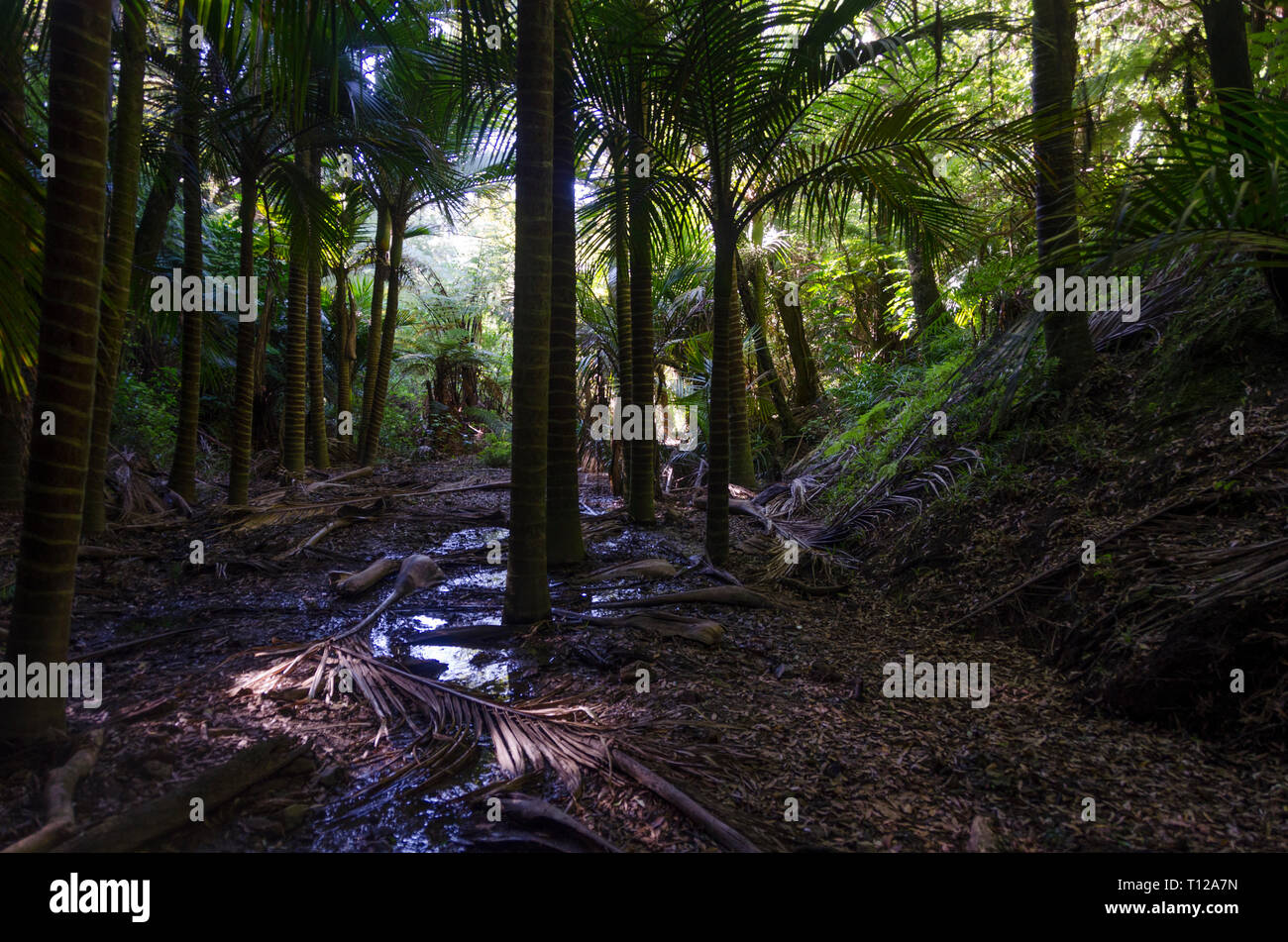 Tree nikau palm native hi-res stock photography and images - Alamy