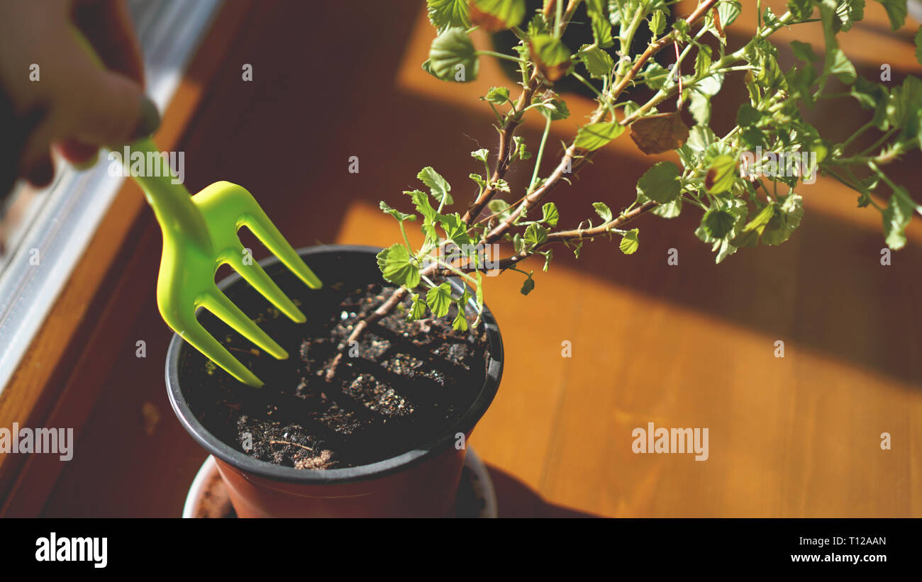 Planting flower garden. Pot plants forming a beautiful composition ...