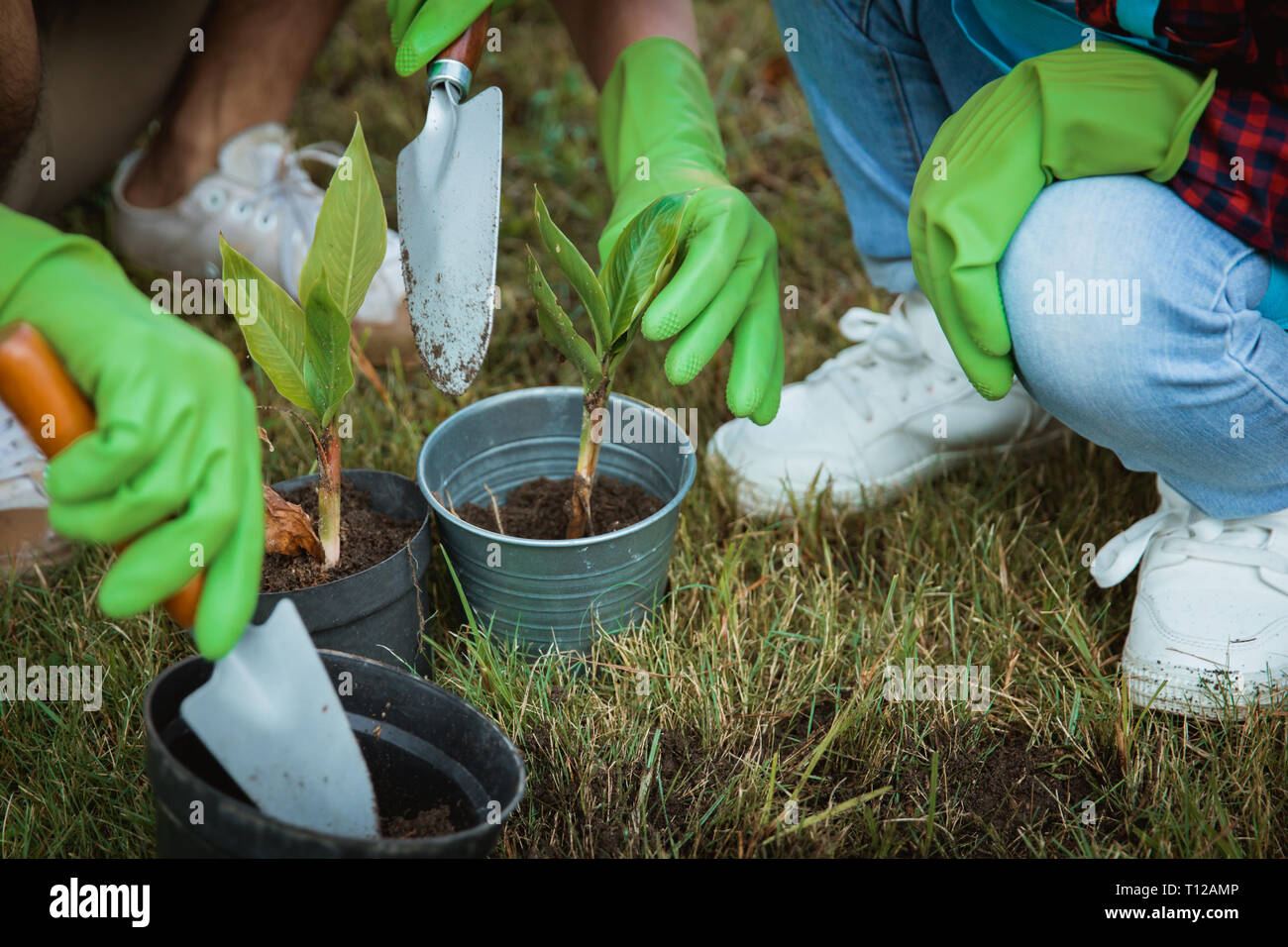 hand planting a new plant on pot. gardening activity Stock Photo - Alamy
