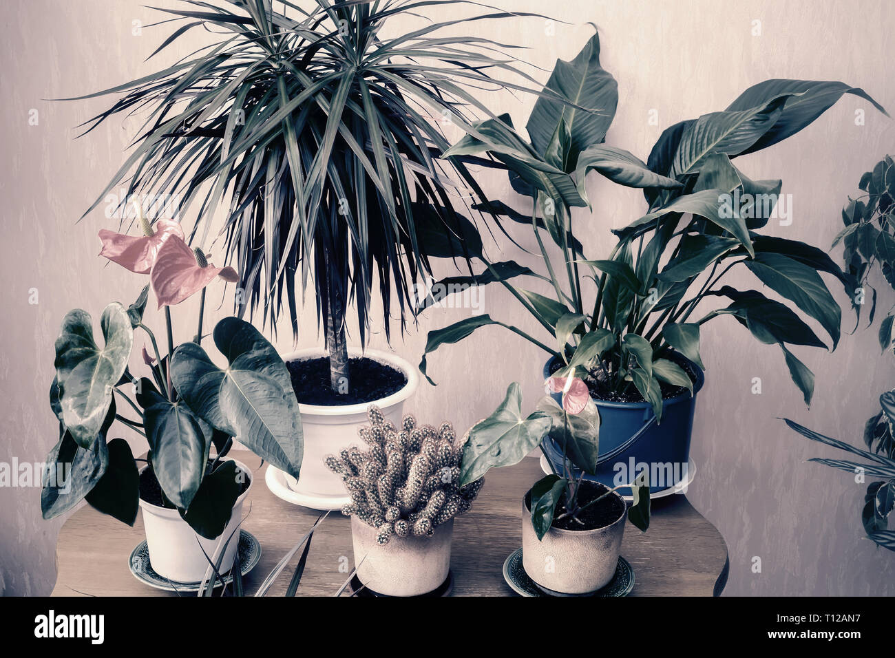 In the room in the beautiful flower pots grow a variety of flowers ...