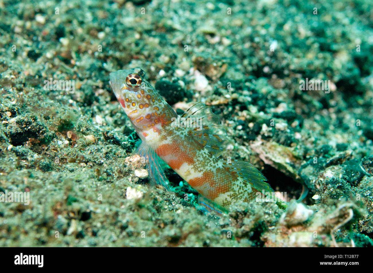 Blotchy Shrimpgoby, Amblyeleotris periophthalmus, by hole, Makawide ...