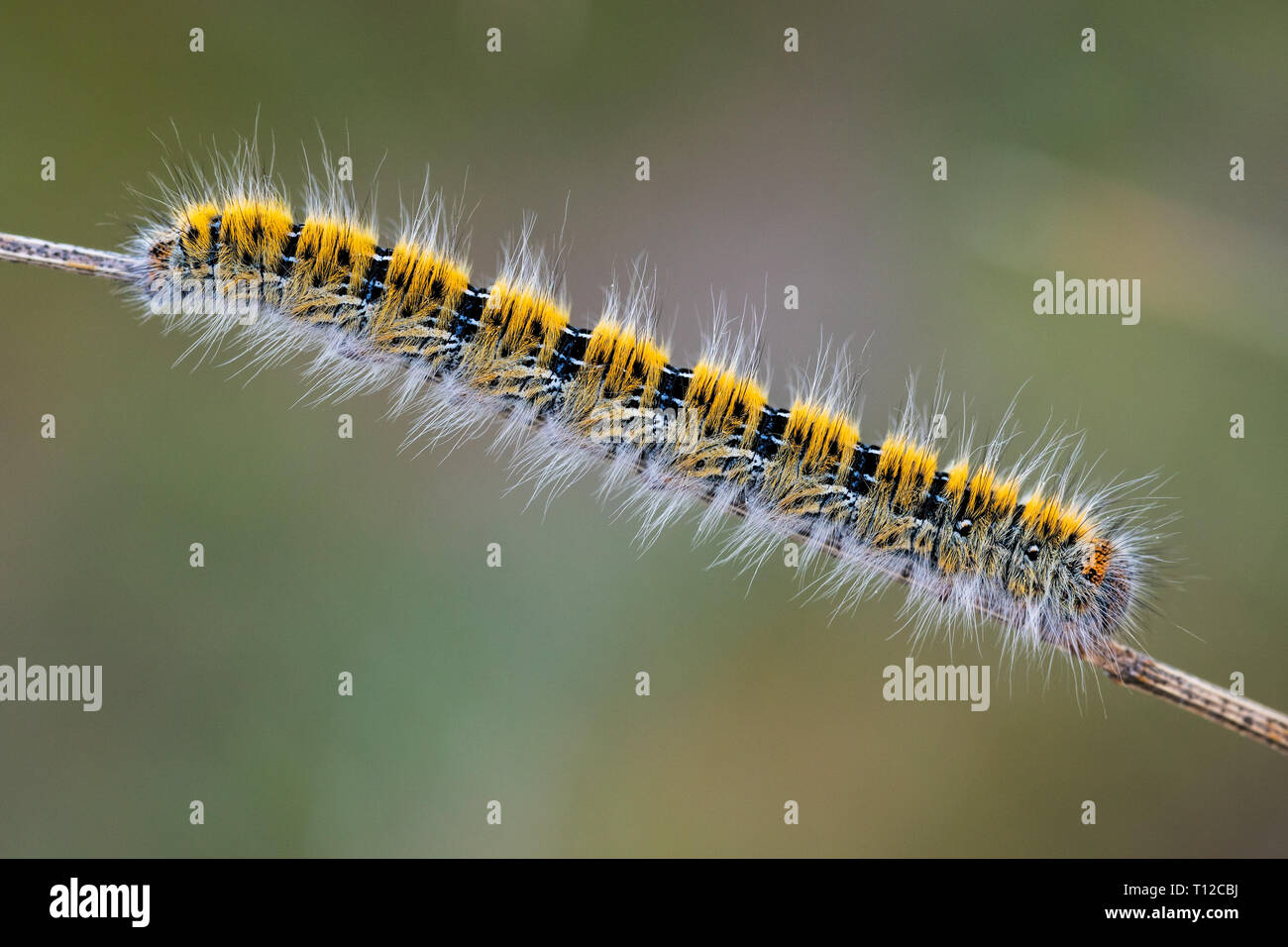 Silver spotted skipper caterpillar hi-res stock photography and images ...
