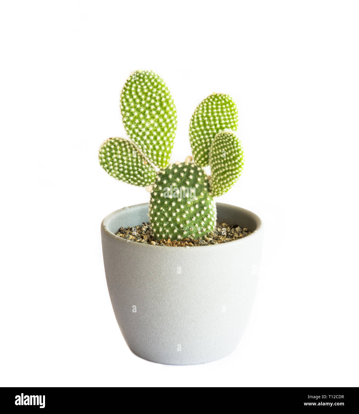 Cactus in pot Stock Photo - Alamy