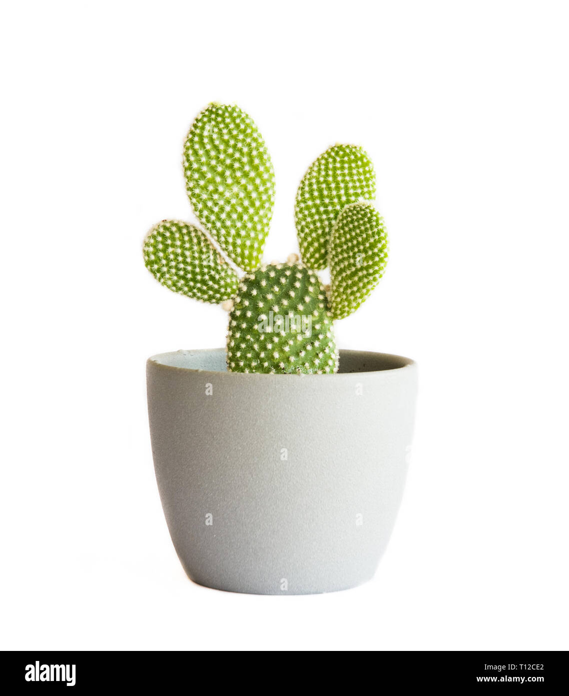 Cacti in pot hi-res stock photography and images - Alamy