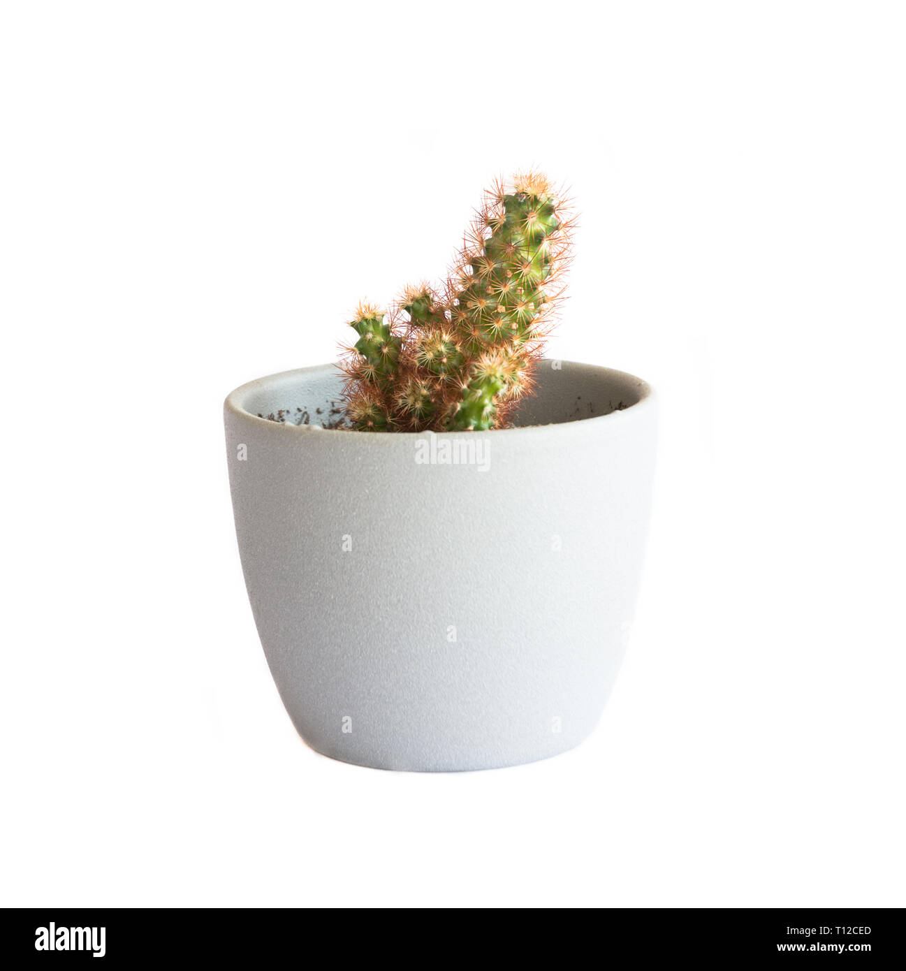 Cactus in pot Stock Photo - Alamy