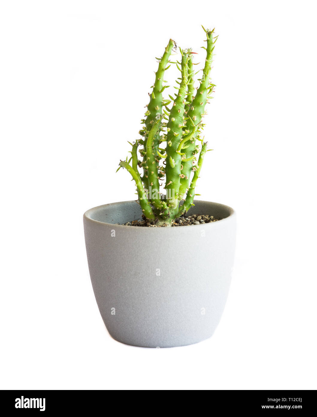Cactus in pot Stock Photo - Alamy