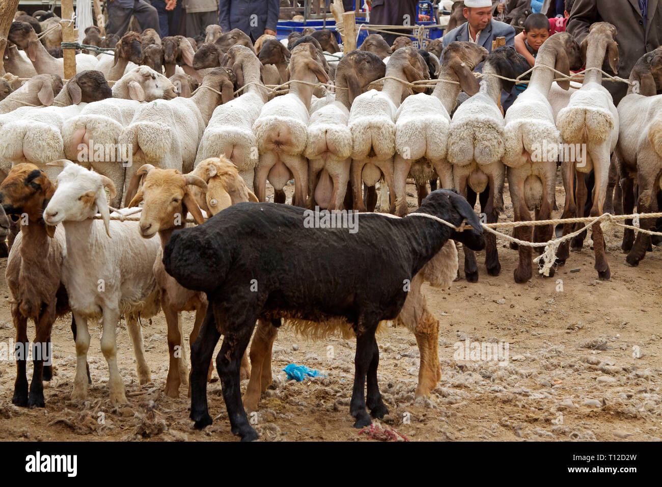 Sheep at the sunday livestock bazaar and market in Kashgar, Xinjiang ...