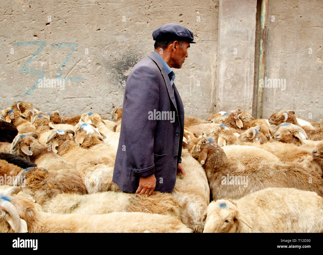 Sheep at the sunday livestock bazaar and market in Kashgar, Xinjiang ...
