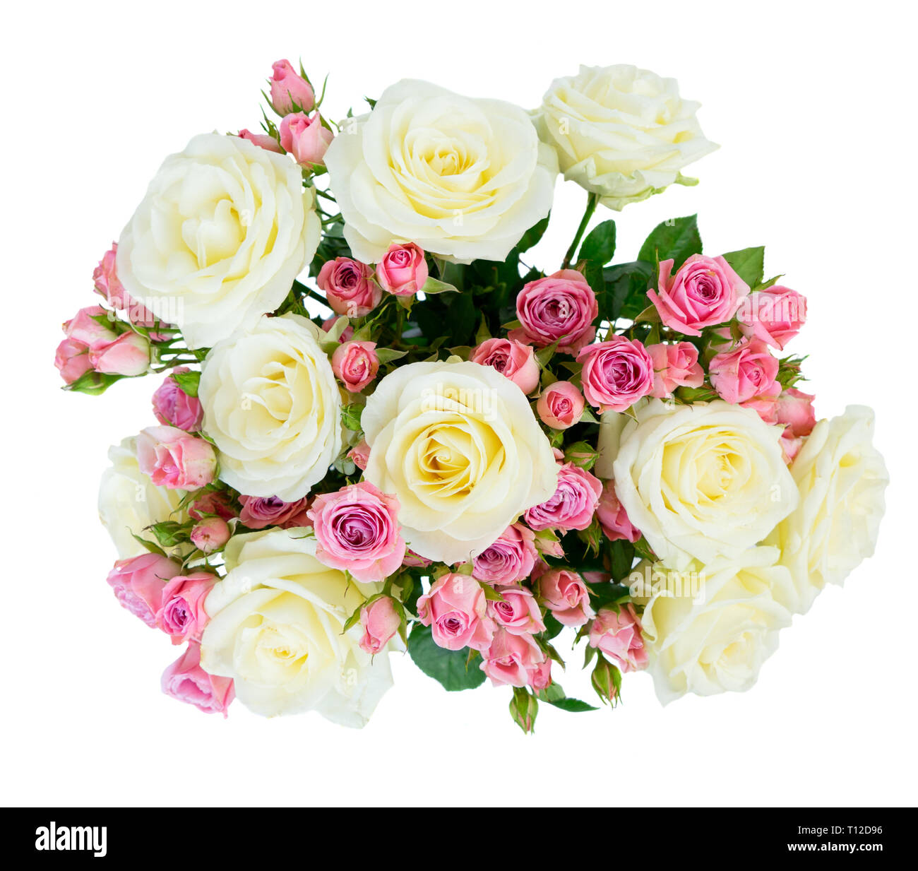 Pink and white blooming roses Stock Photo - Alamy