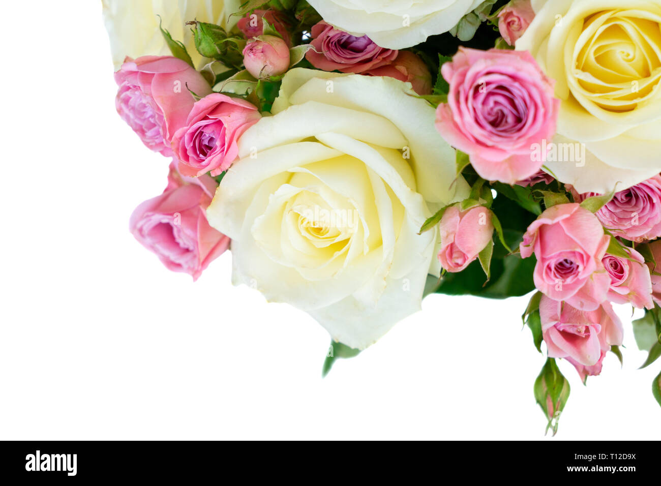 Pink and white blooming roses Stock Photo - Alamy