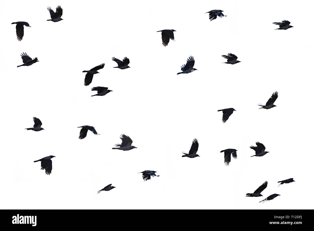 Black crows flying on white background, crows isolated silhouette Stock ...