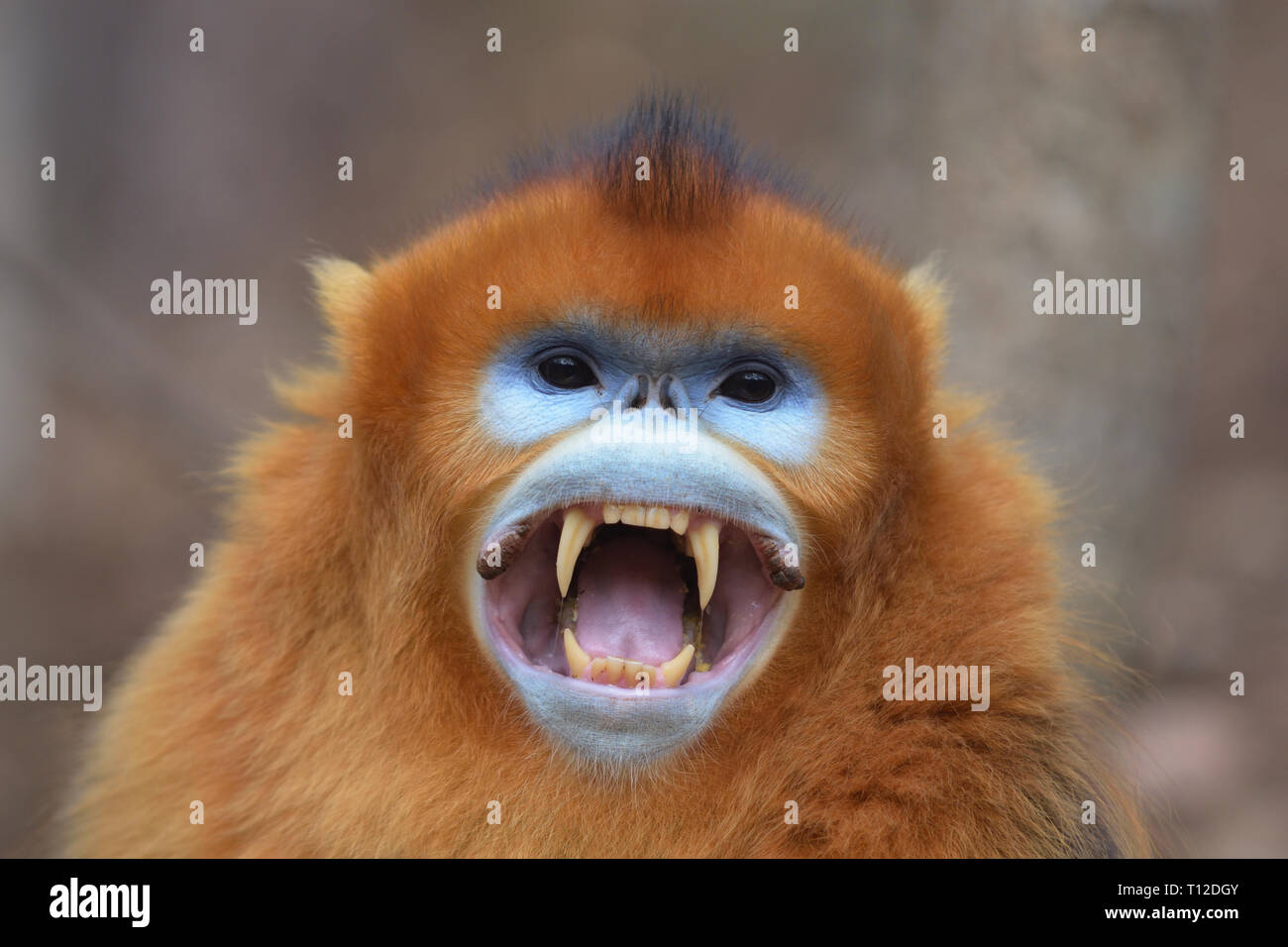 Foping monkeys hi-res stock photography and images - Alamy