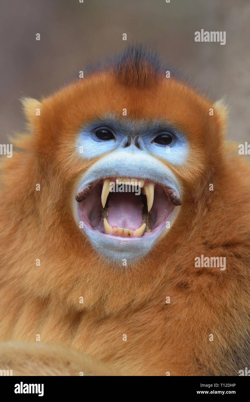 Golden Snub-nosed Monkey (Rhinopithecus roxellana) Adult male showing ...