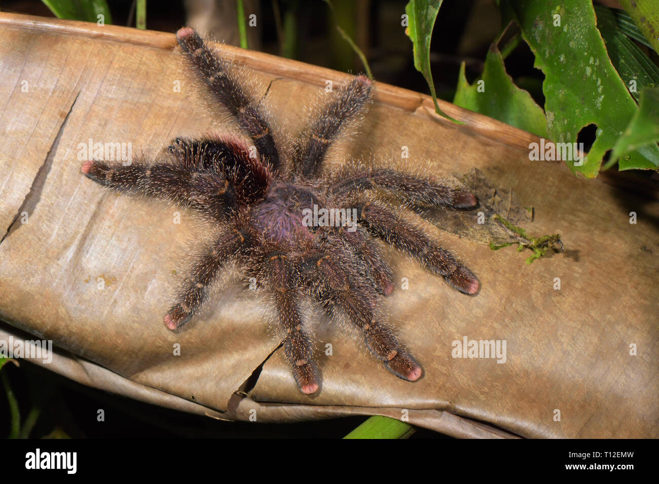 Amazon rainforest tarantula hi-res stock photography and images - Alamy
