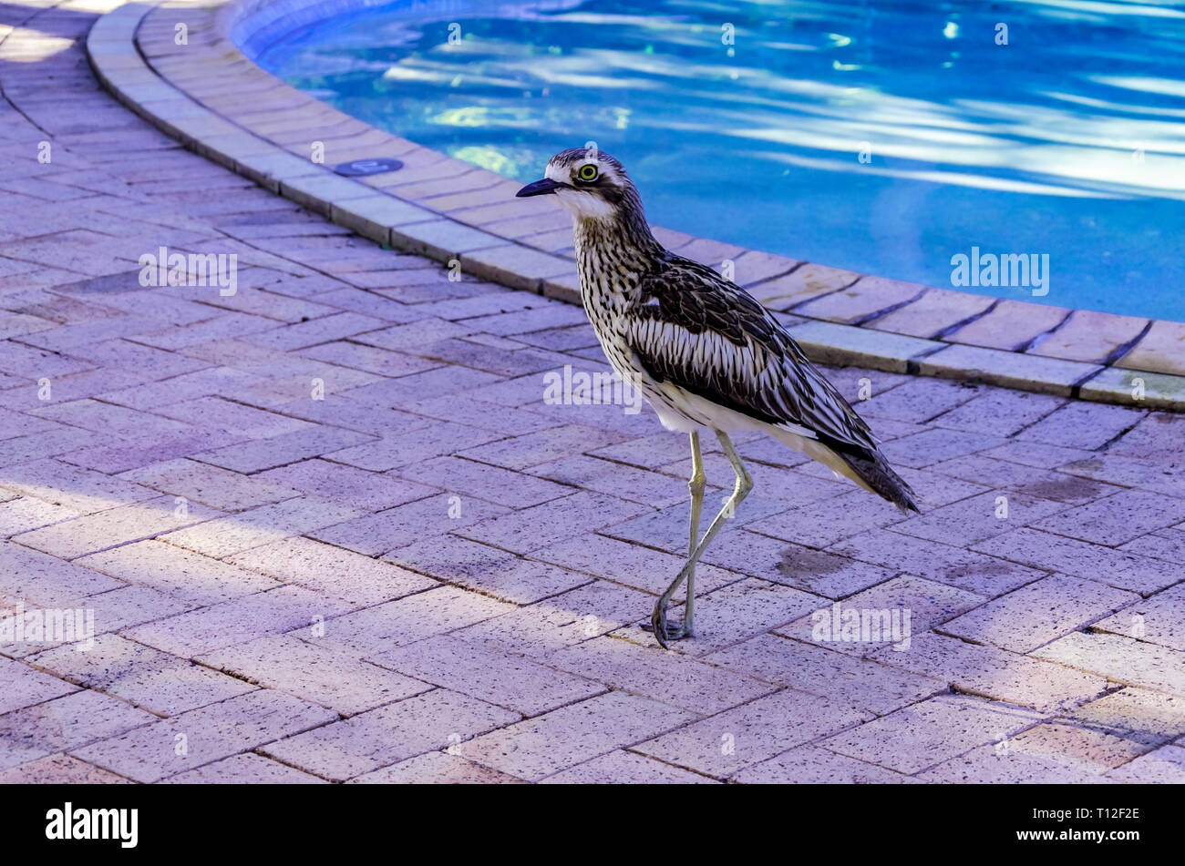 Bush Triel at a swimming pool Stock Photo - Alamy