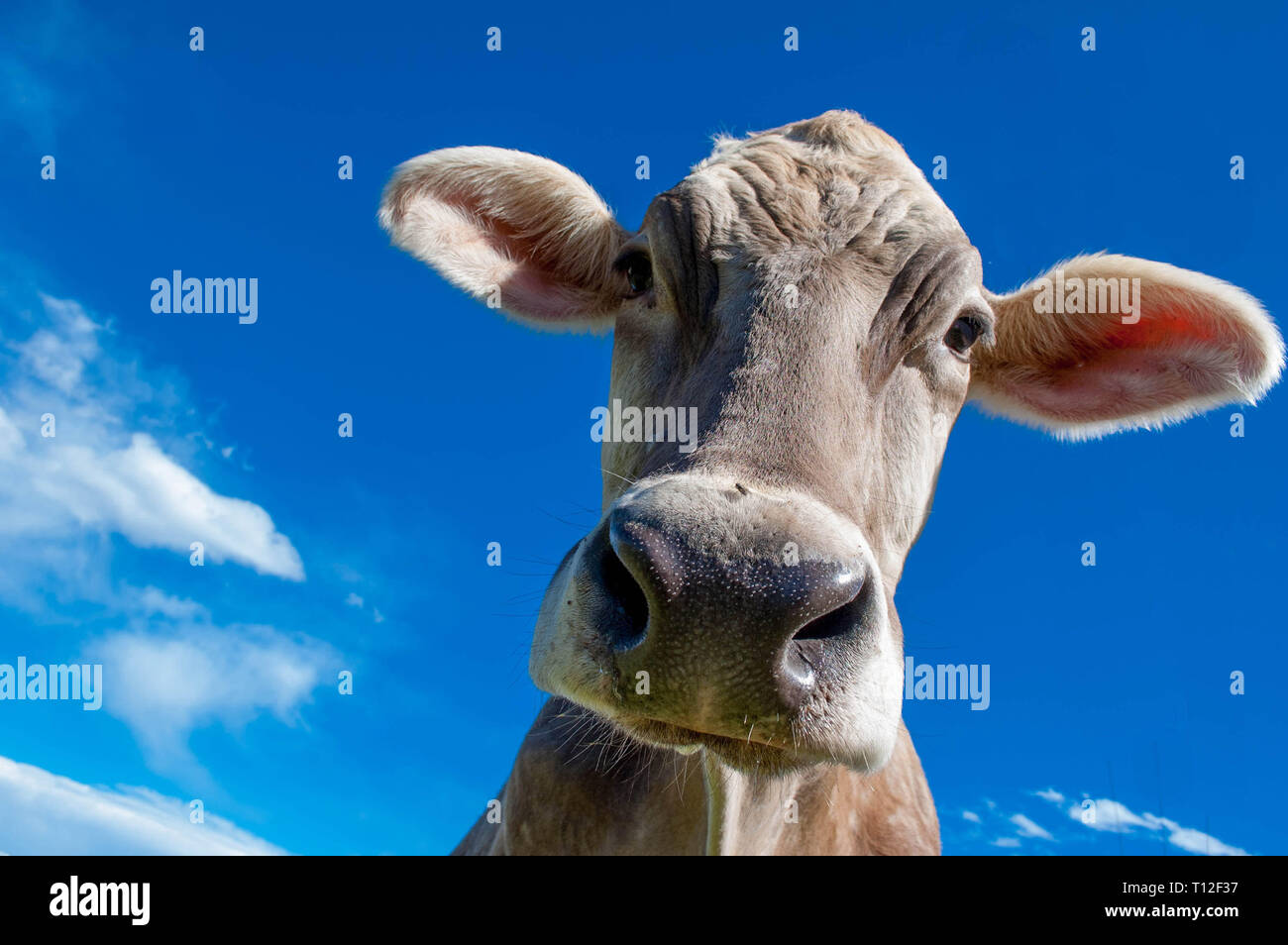 Liberty hill farm hi-res stock photography and images - Alamy