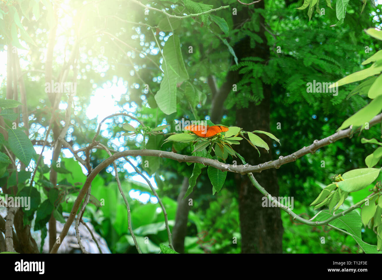Big orange butterfly hi-res stock photography and images - Alamy