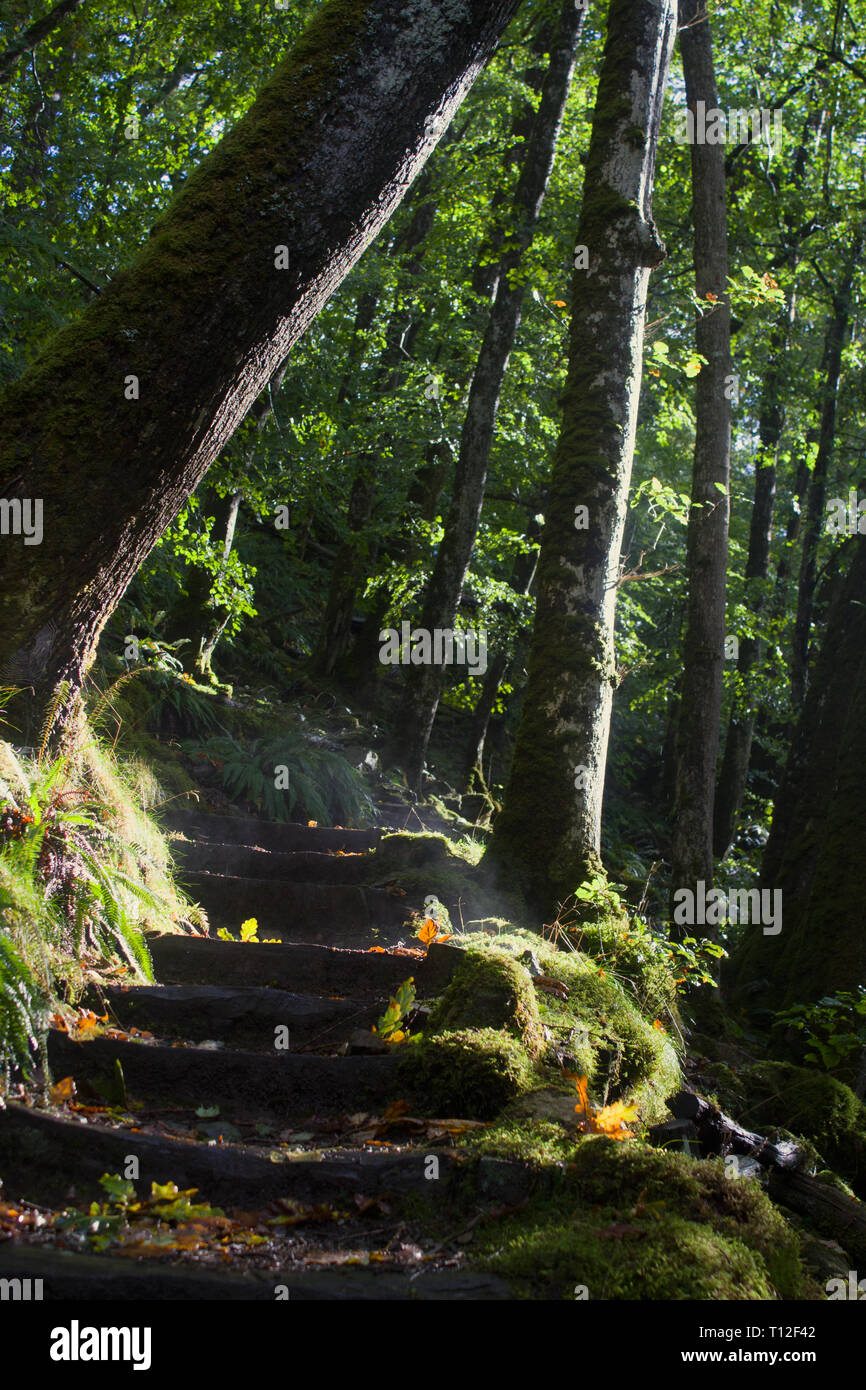 Old Stone Paths Through A Forest In Snowdonia, Wales Stock Photo - Alamy