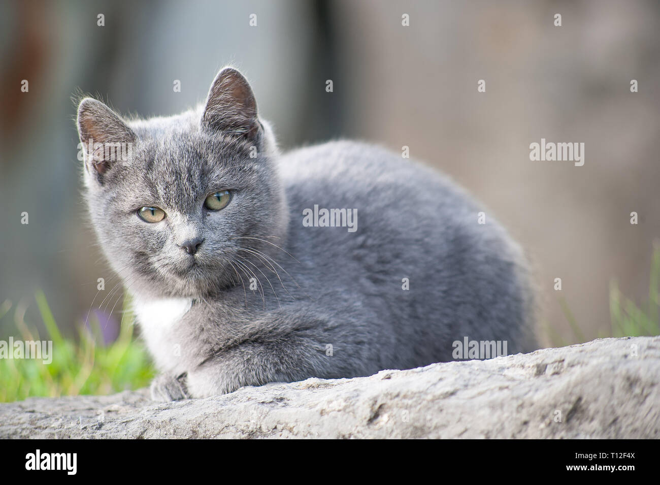 cat pup intrigued by the photographer Stock Photo - Alamy cat pup intrigued by the photographer Stock Photo - Alamy