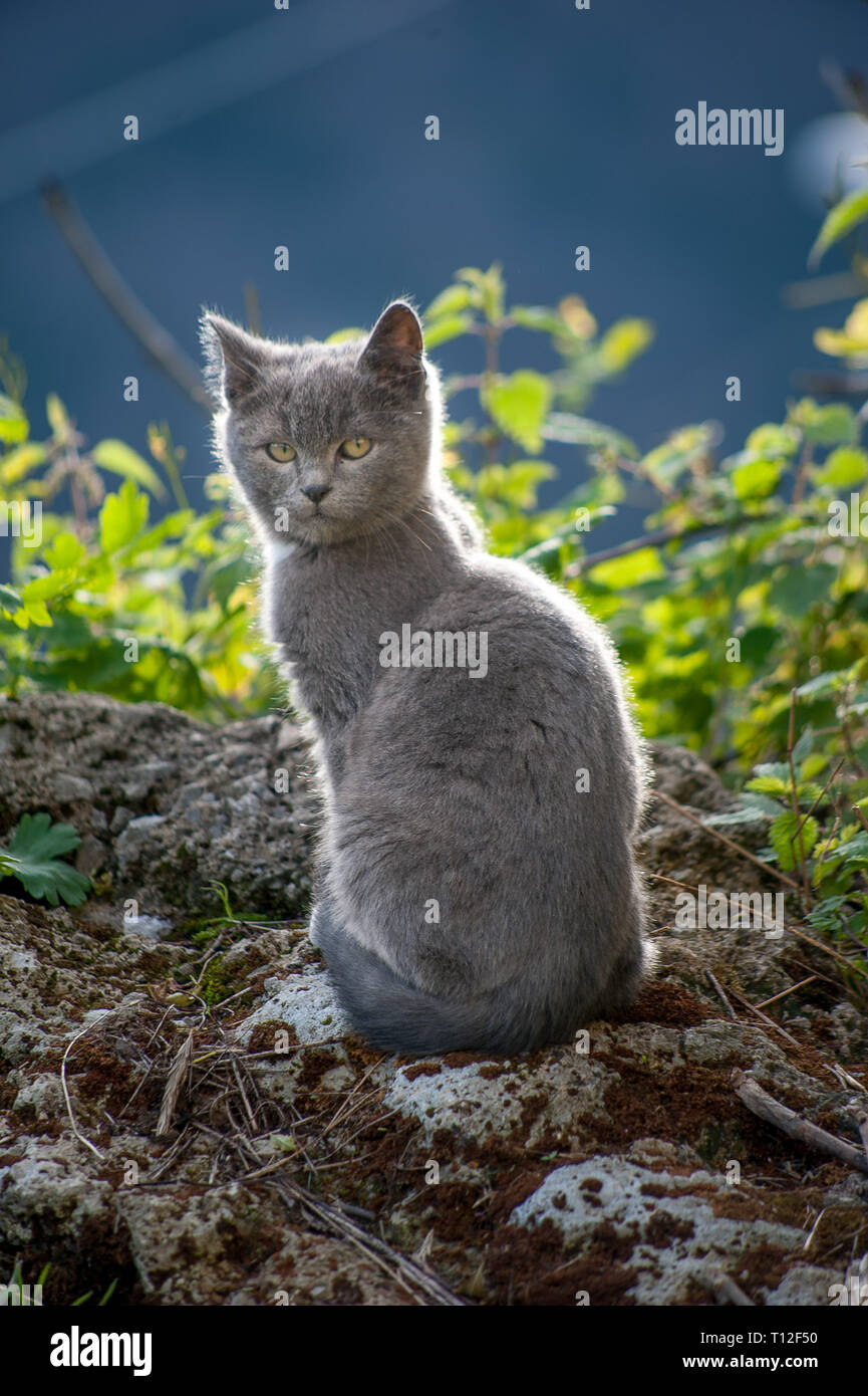 cat pup intrigued by the photographer Stock Photo - Alamy
