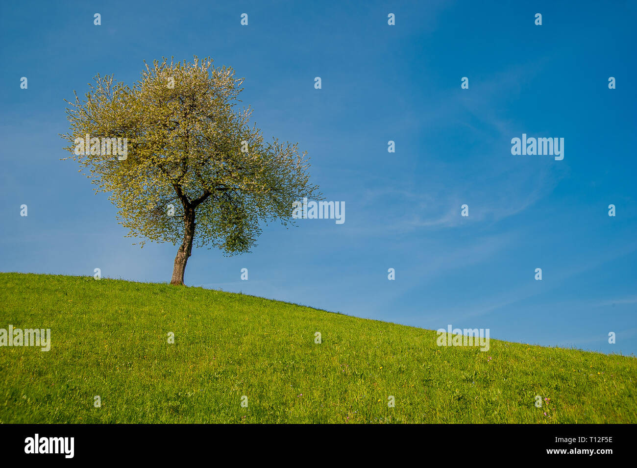 blooming tree in spring Stock Photo - Alamy