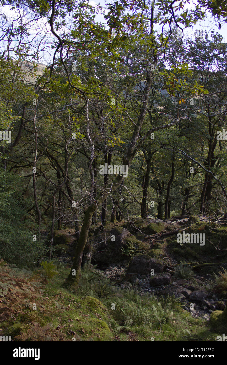 Beautiful forests hi-res stock photography and images - Alamy
