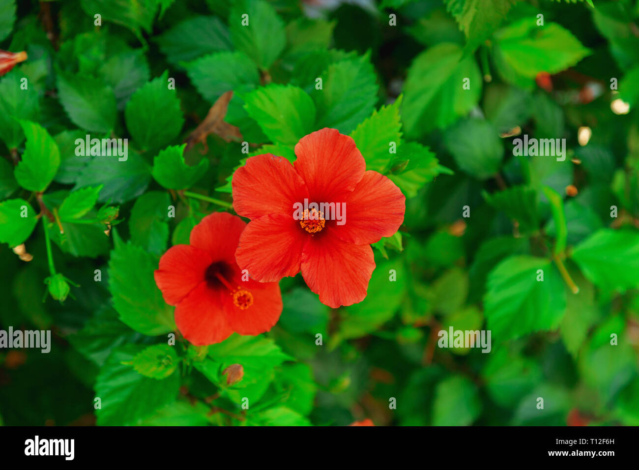 tropical blooming red flower chinese rose hibiscus Stock Photo - Alamy