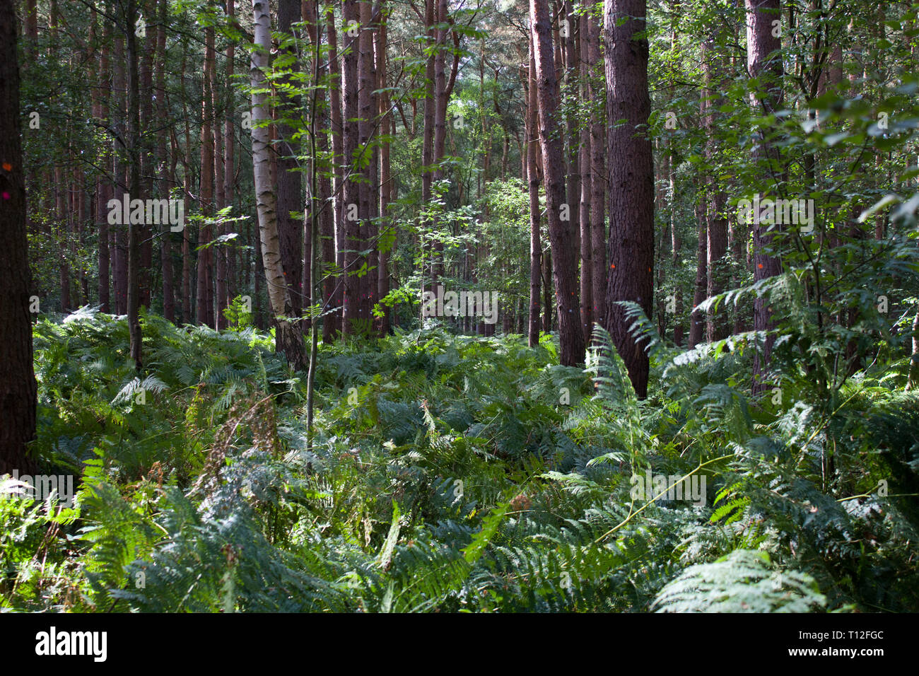 Beautiful forests hi-res stock photography and images - Alamy
