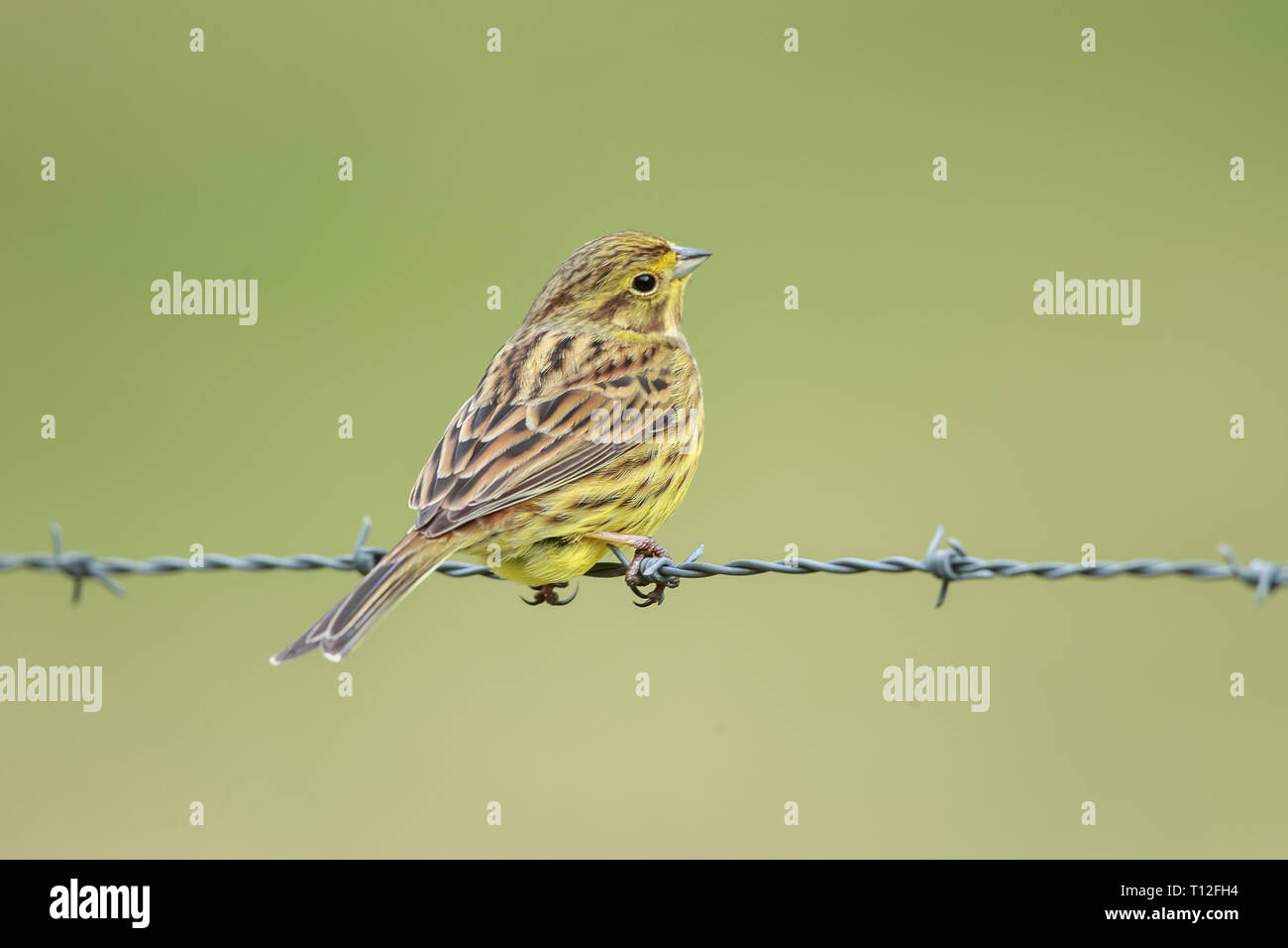 Yellow Bunting Bird