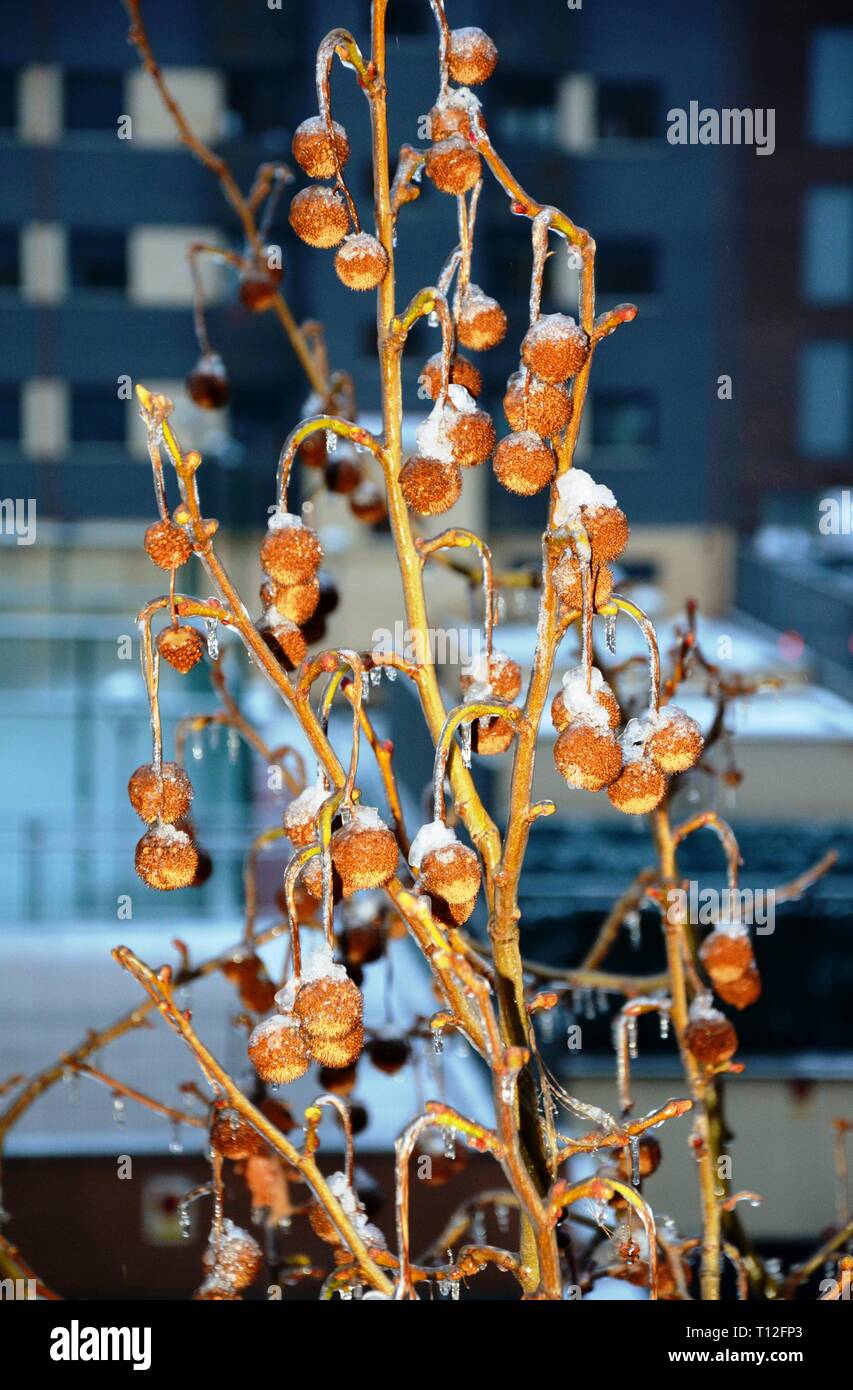 frozen branches of a tree full of ice Stock Photo - Alamy