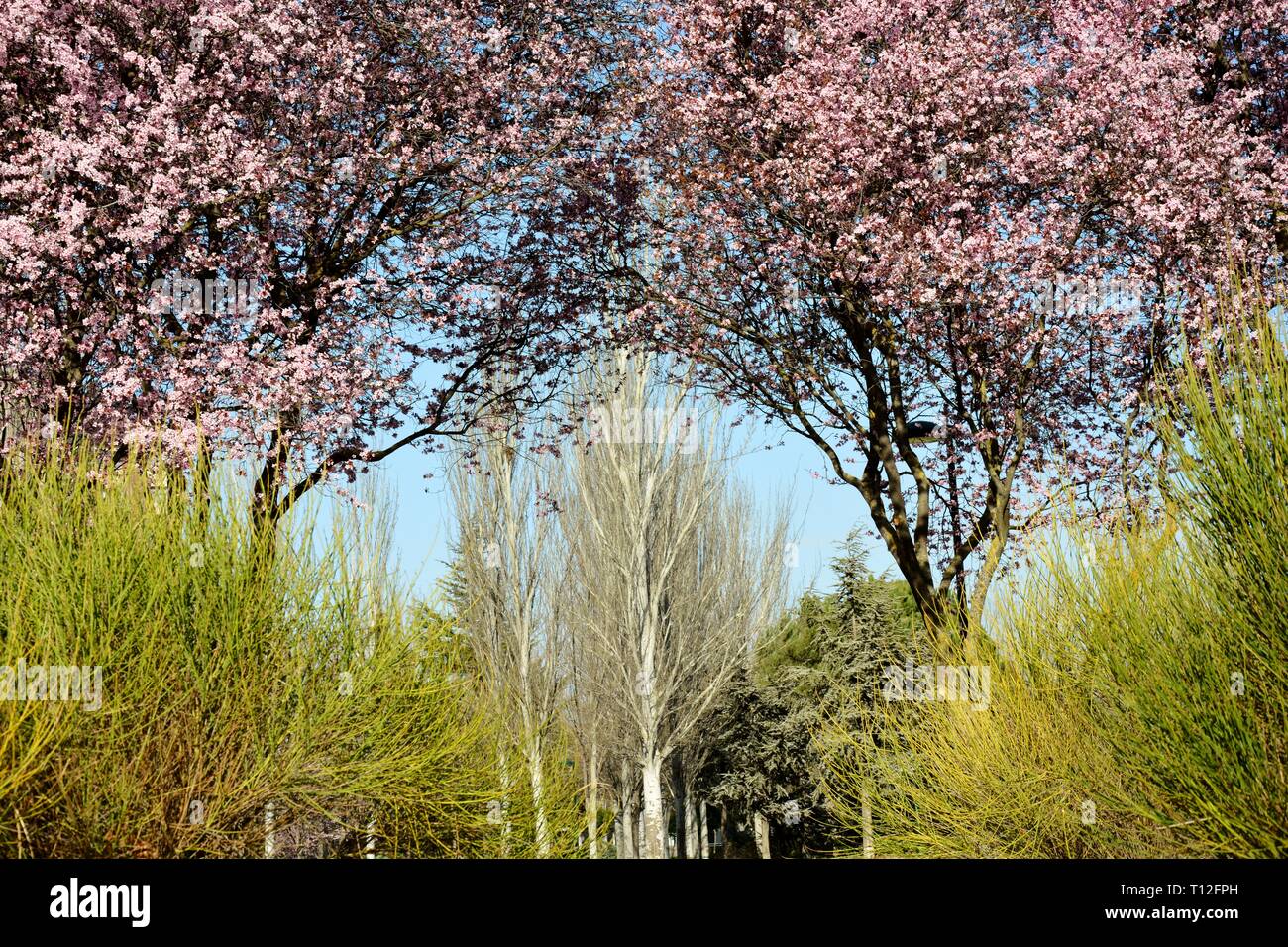 Without flowers hi-res stock photography and images - Alamy