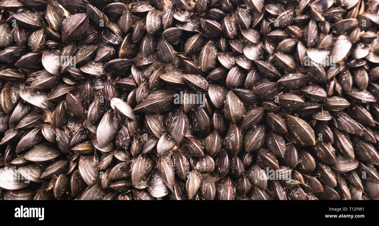 Sea Shells, Mussels, molusk and limpits close up on sea shore rocks for ...