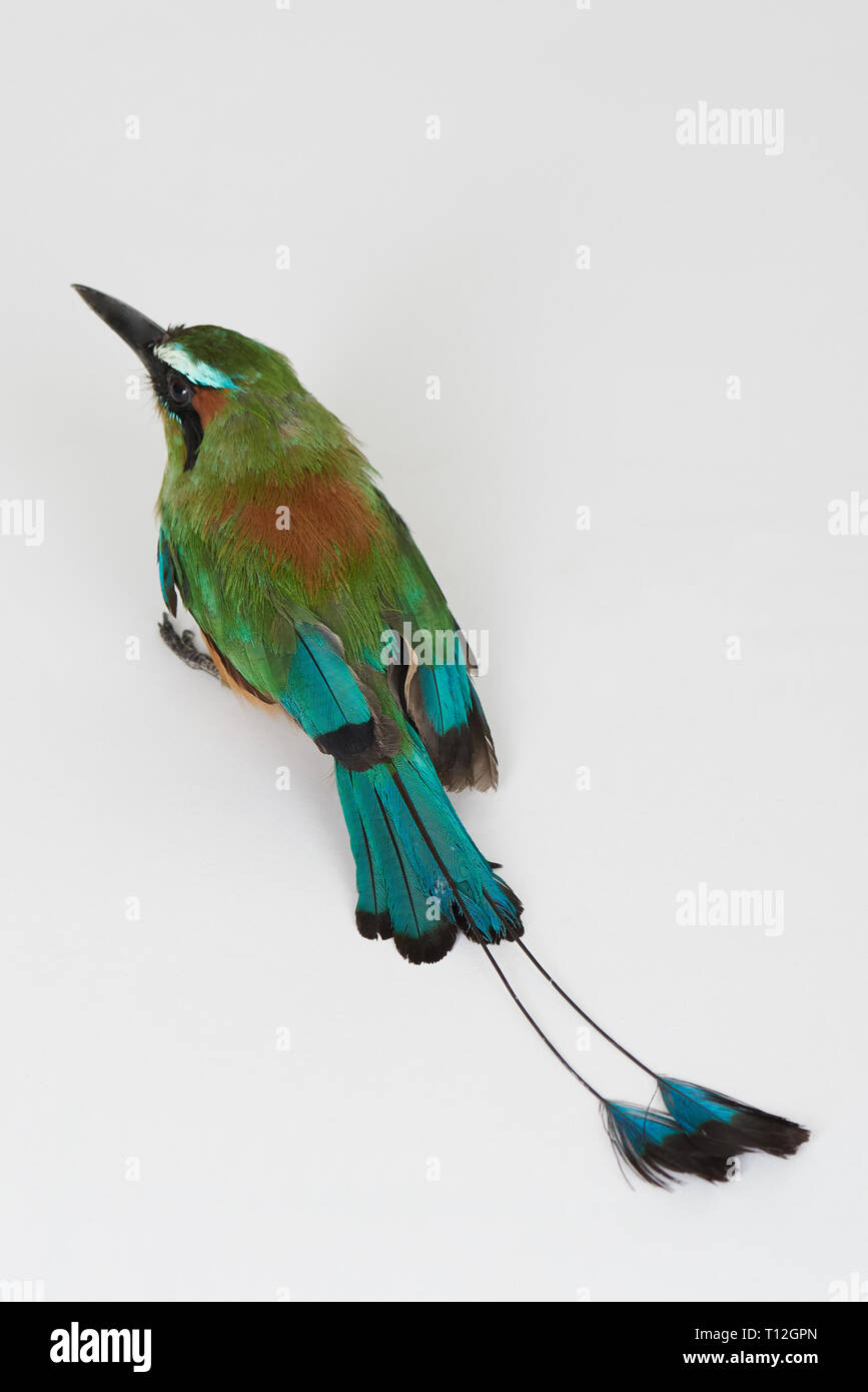 Torogoz bird hi-res stock photography and images - Alamy