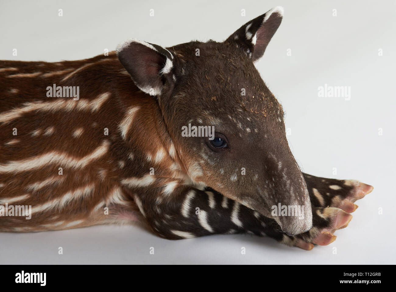 Small tapir with white lines lay on white background Stock Photo - Alamy