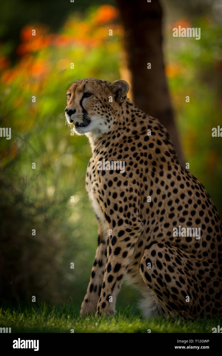 Cheetah in action at the zoo Stock Photo - Alamy
