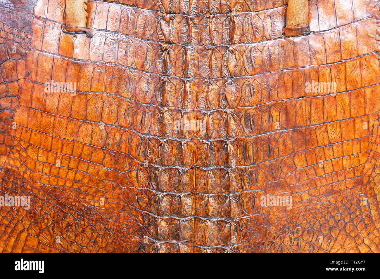 Real crocodile leather fabric with pattern texture Stock Photo - Alamy