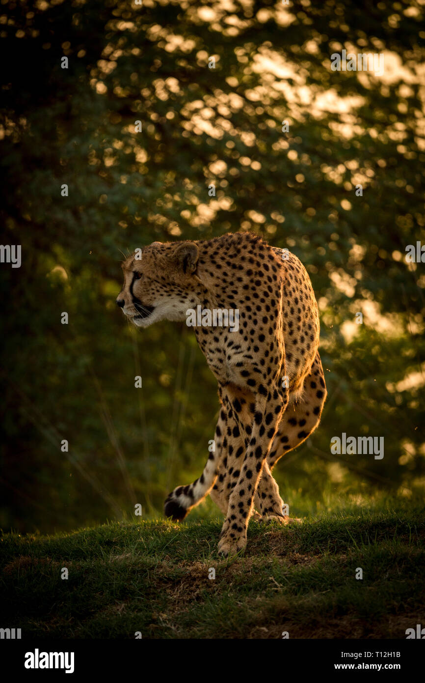 Cheetah in action at the zoo Stock Photo - Alamy