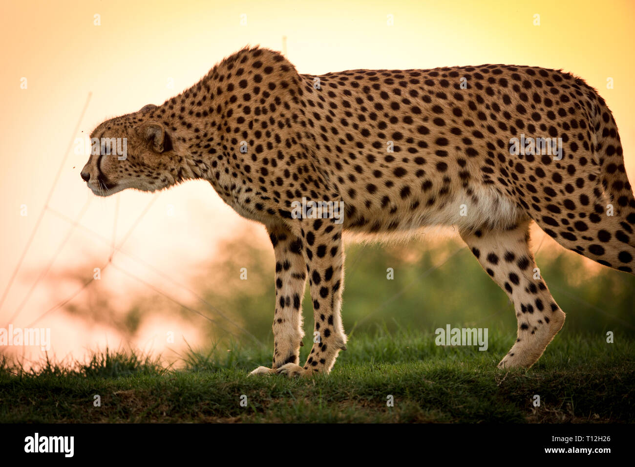 Cheetah in action at the zoo Stock Photo - Alamy