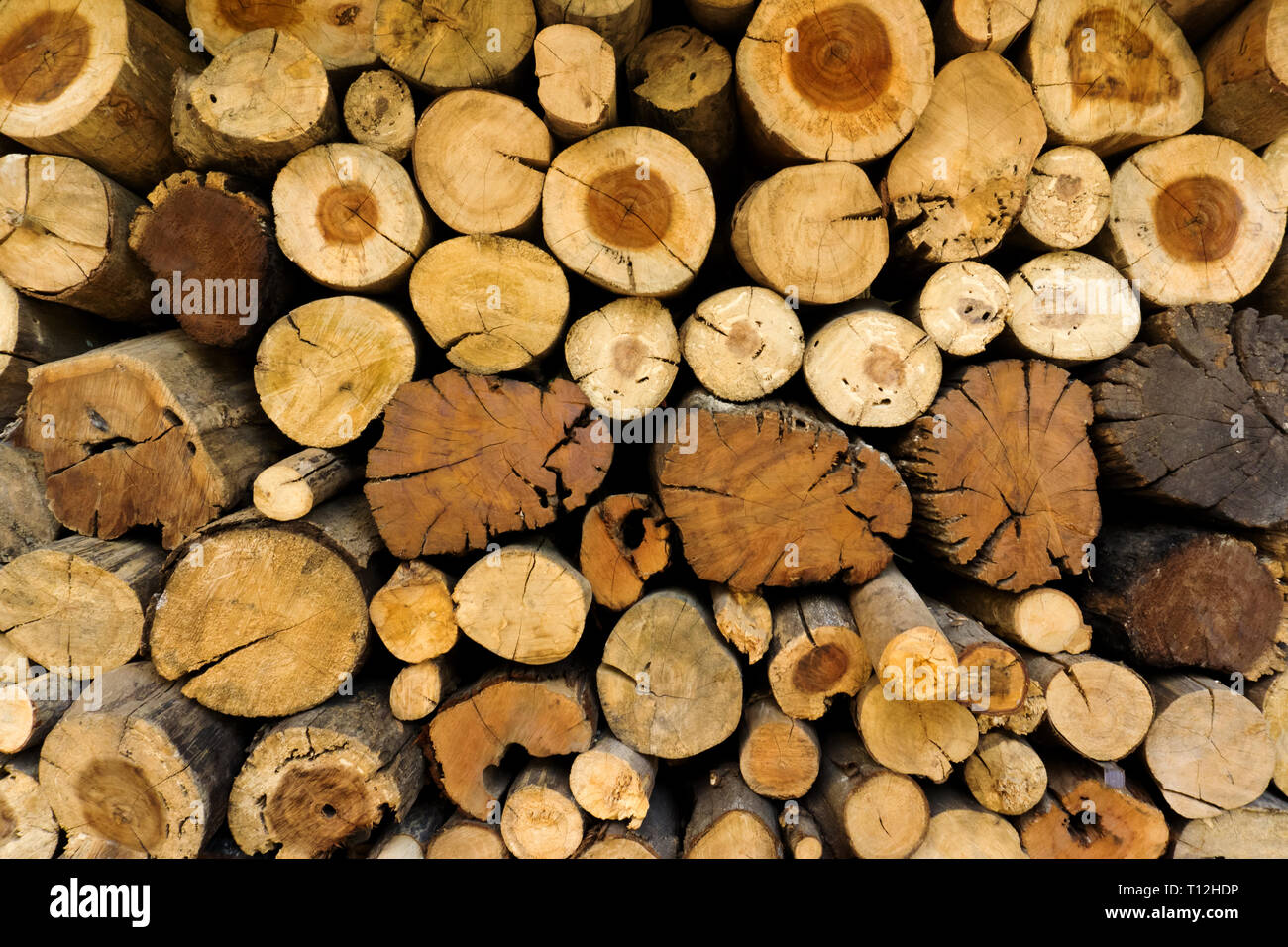 Closeup of a pile of logs showing the cross sections,looking at the ...