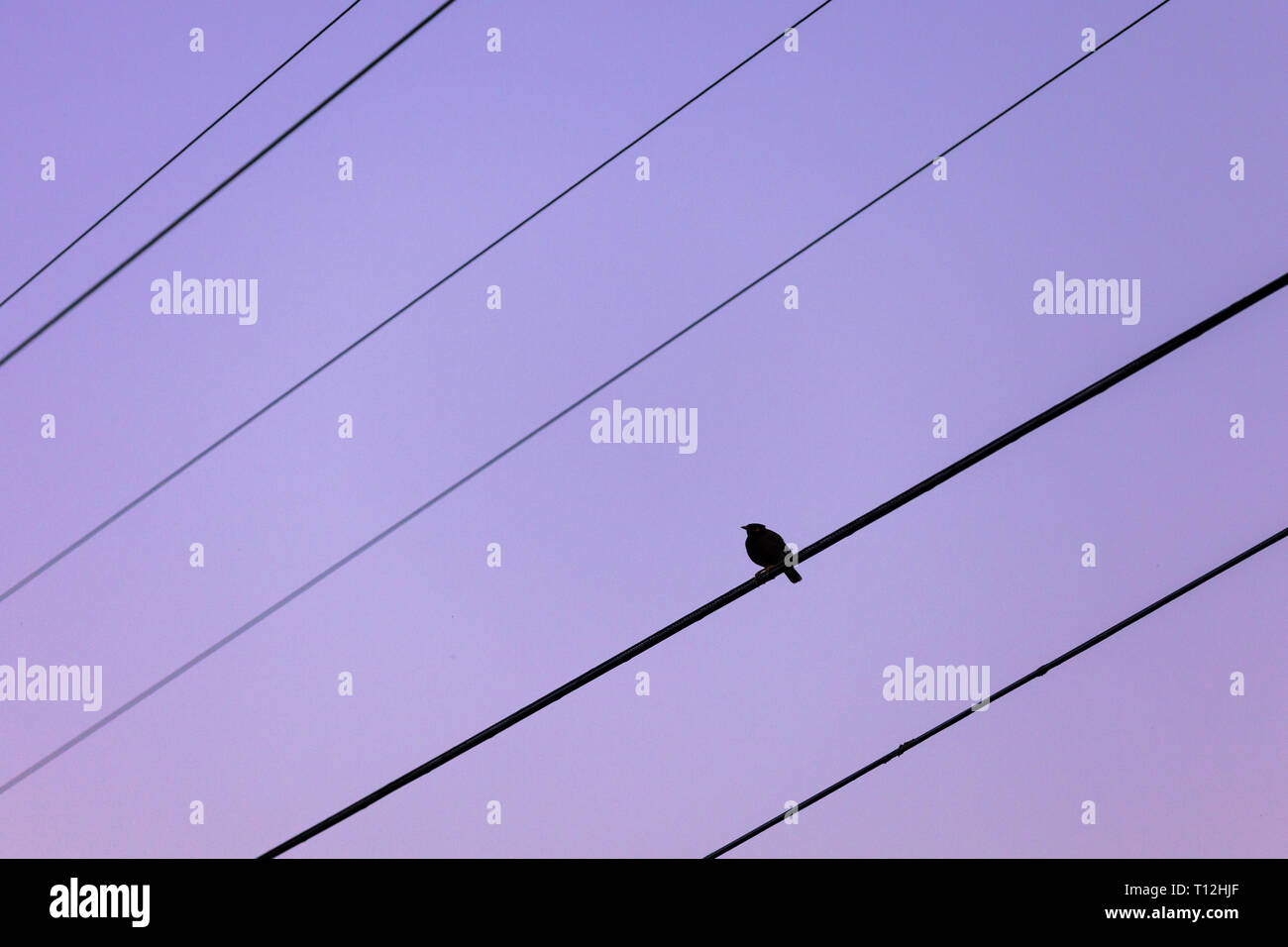 Powerline bird hi-res stock photography and images - Alamy